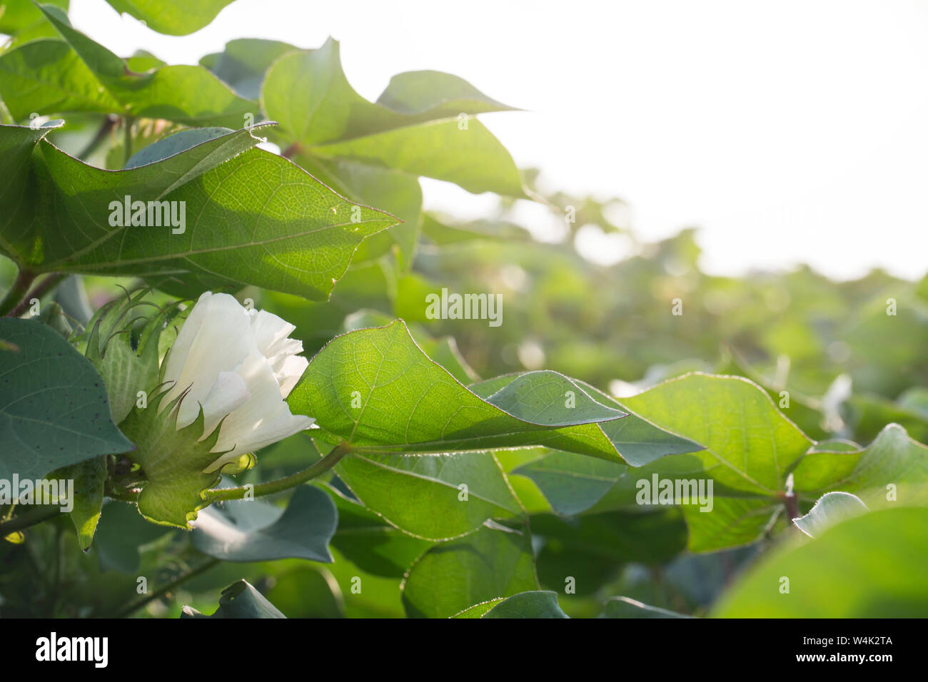 Cotton Farm Field Blooming In High Resolution Stock Photography and ...