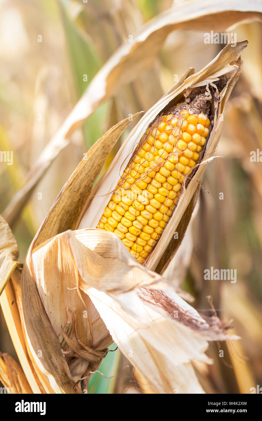 Dried corn on a stalk in a Louisiana field ready for harvest Stock ...