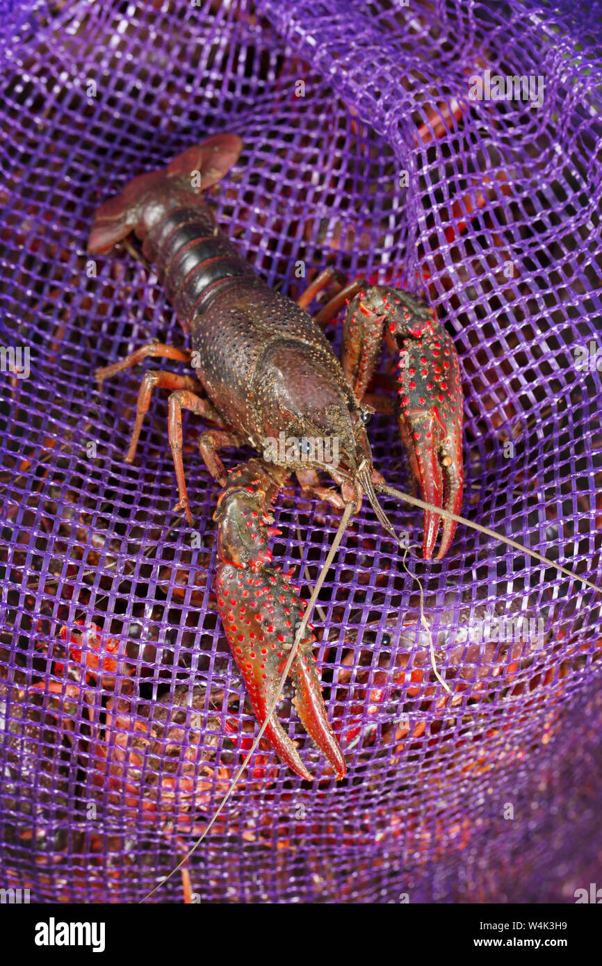Live crawfish in bag bought for a boil Stock Photo - Alamy
