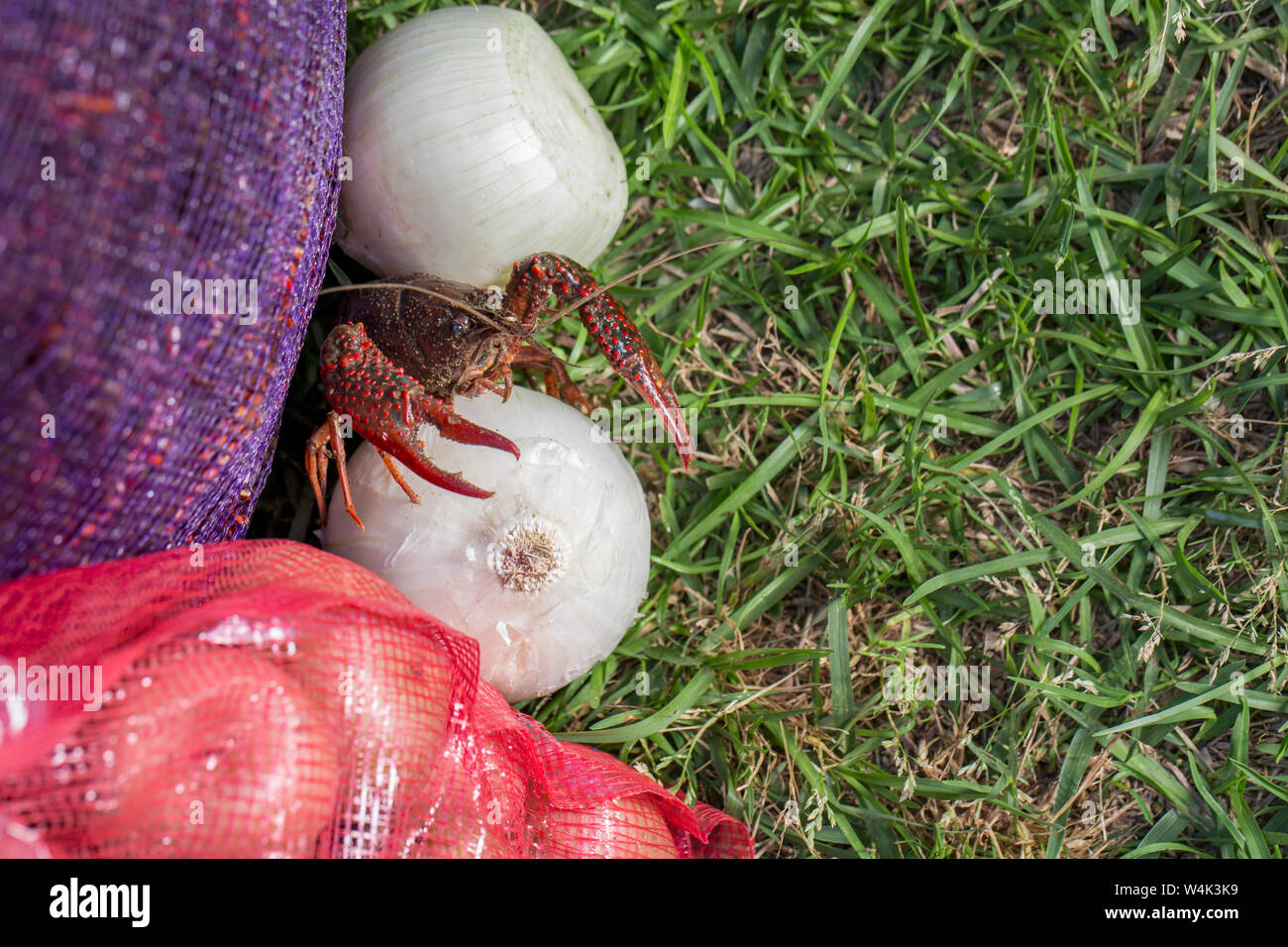 Live crawfish in bag bought for a boil Stock Photo - Alamy