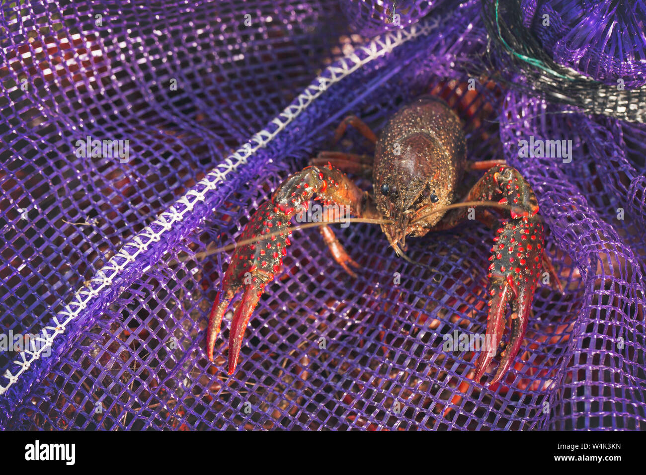 Live crawfish in bag bought for a boil Stock Photo - Alamy