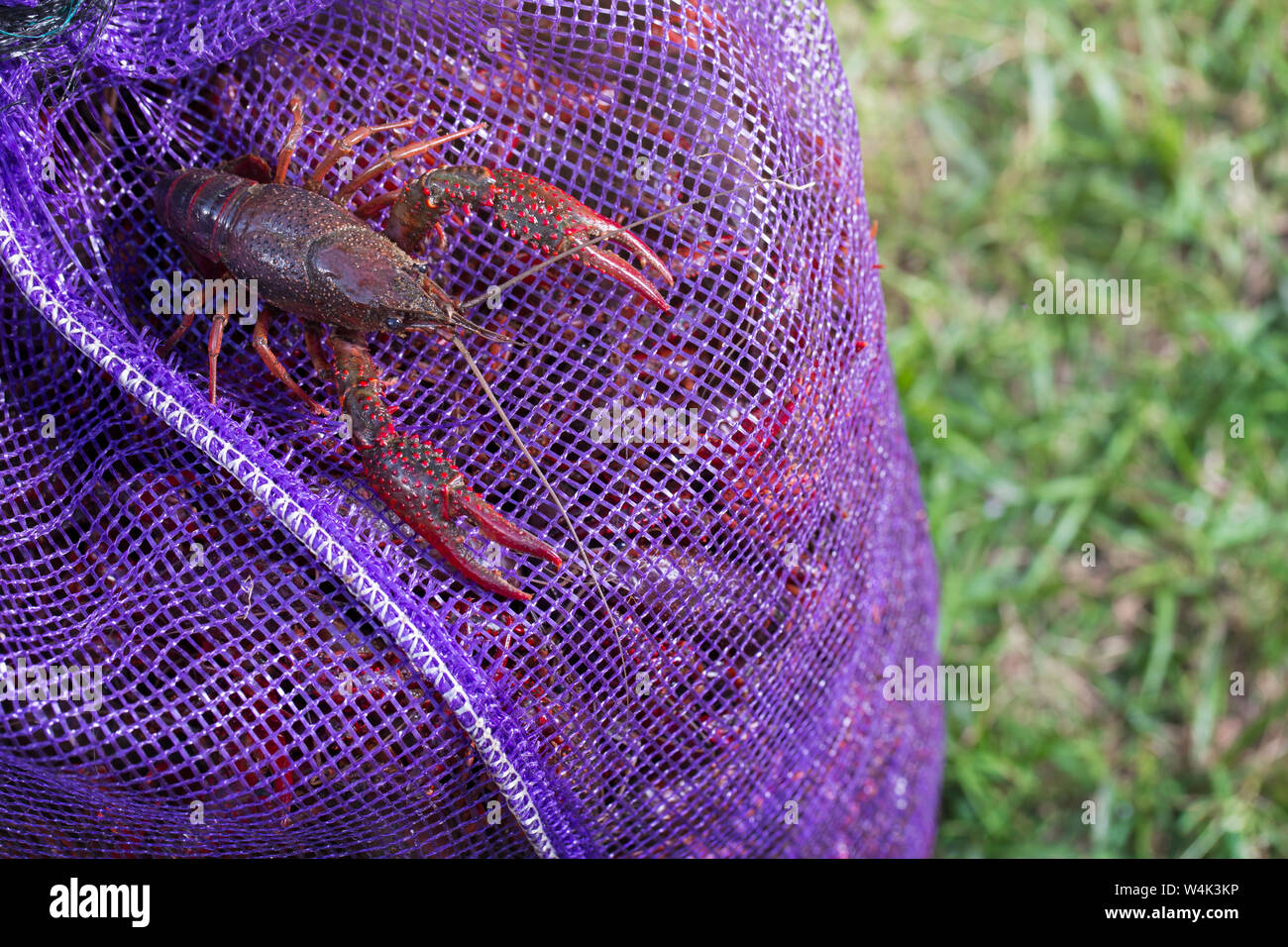 Live crawfish in bag bought for a boil Stock Photo - Alamy