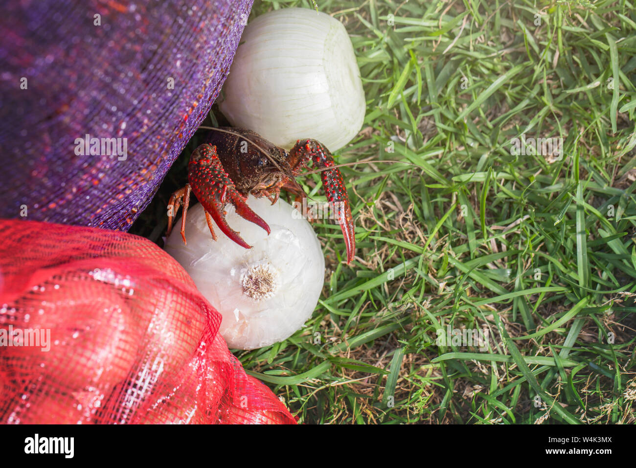 Live crawfish in bag bought for a boil Stock Photo - Alamy