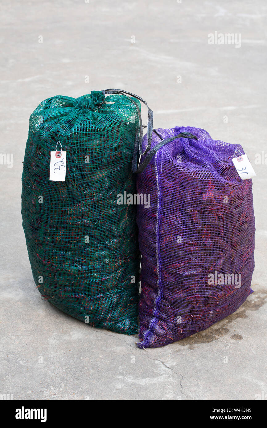 Live crawfish in bag bought for a boil Stock Photo - Alamy