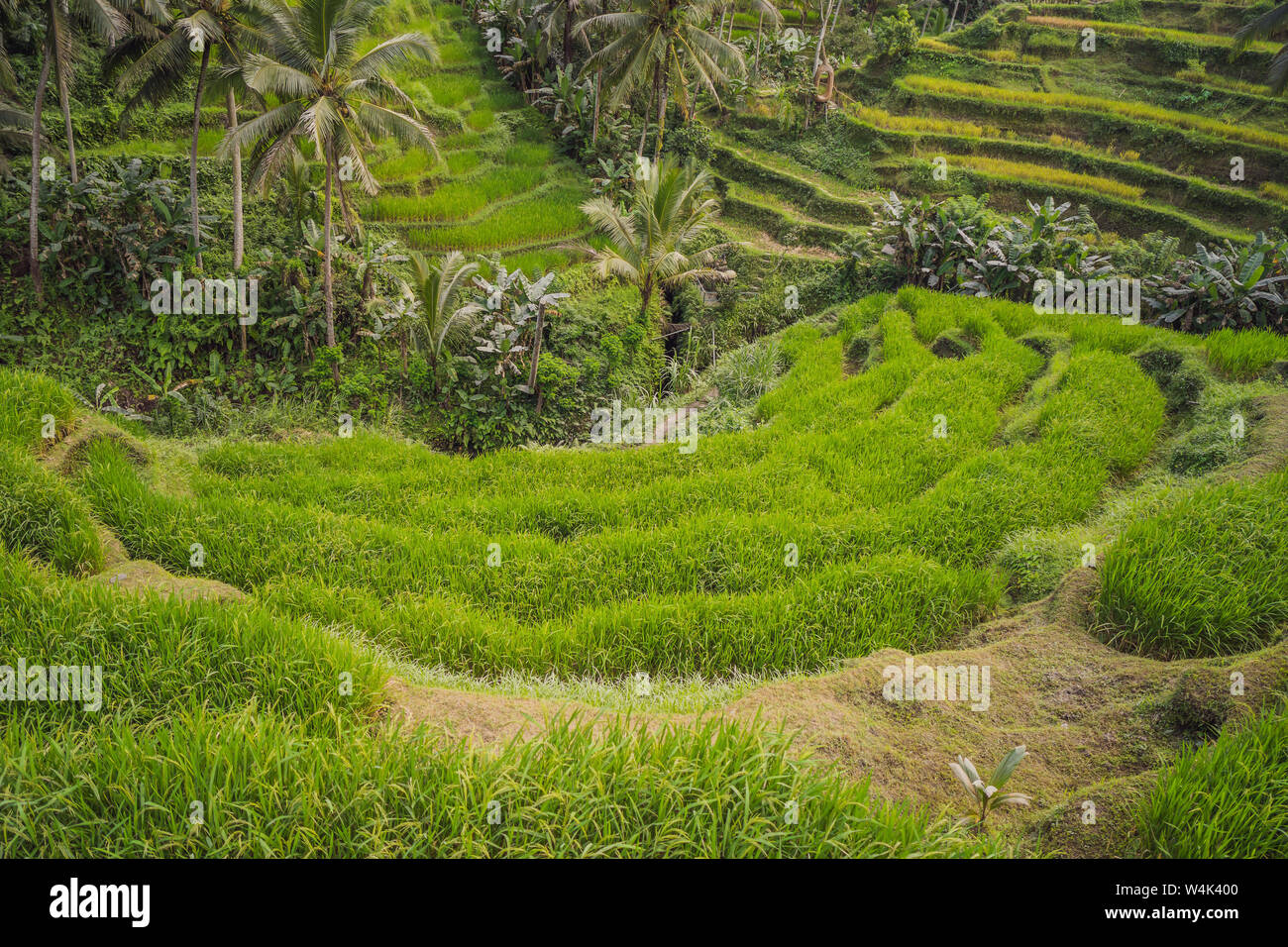 Panoramic view of the cascading rice terraces Stock Photo - Alamy