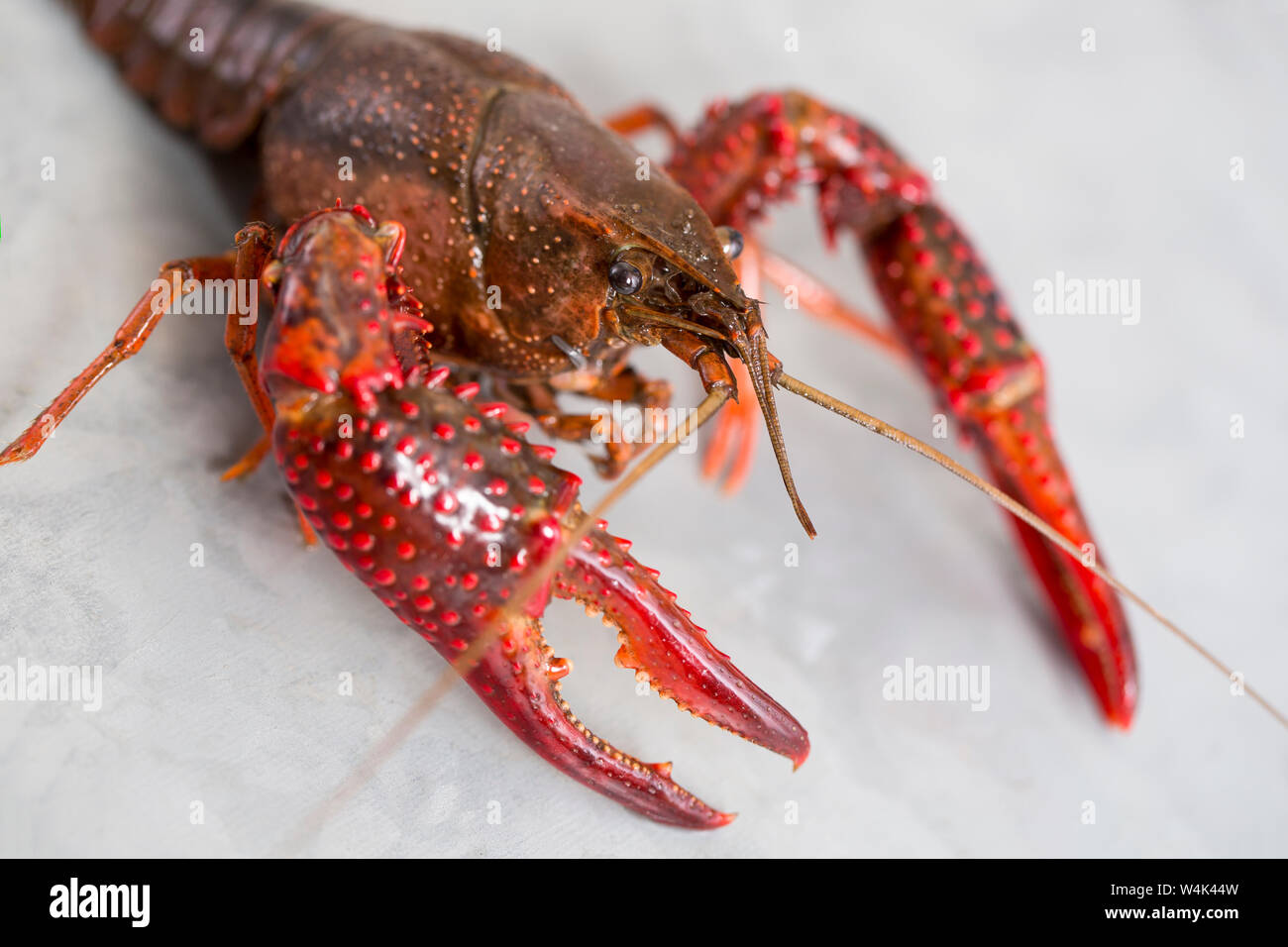 Live Crawfish on Metal Background Stock Photo - Alamy