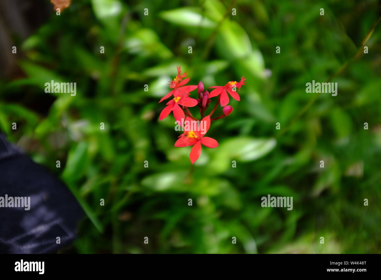 Epidendrum radicans hi-res stock photography and images - Alamy