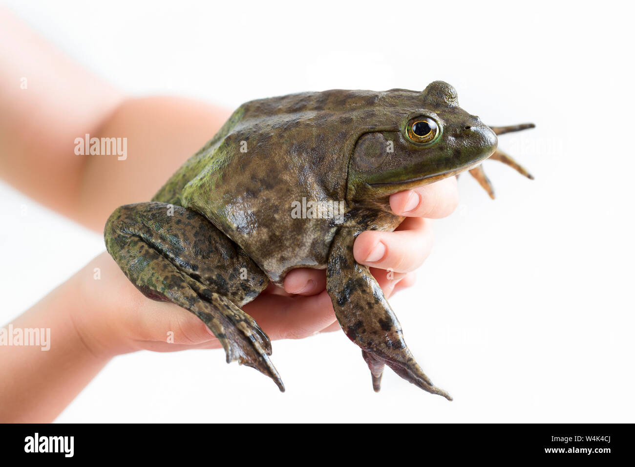 American bullfrog on a white background Stock Photo - Alamy