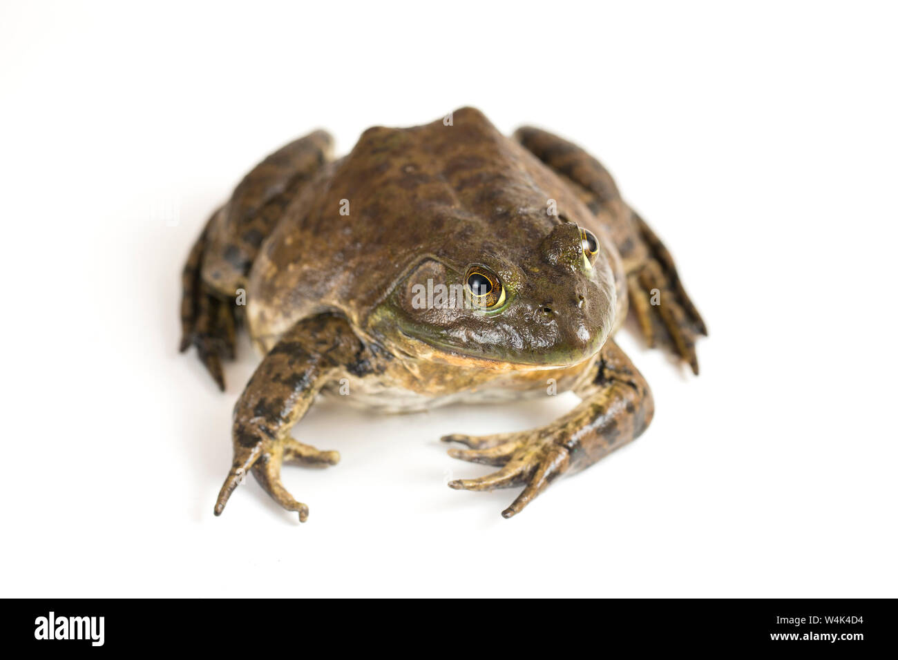 American bullfrog on a white background Stock Photo - Alamy