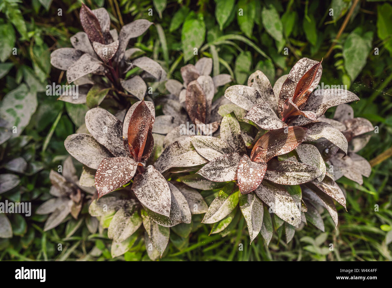 After the eruption of the volcano. Plants covered with ash from a ...