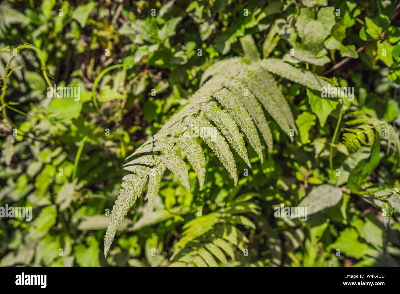 After the eruption of the volcano. Plants covered with ash from a ...