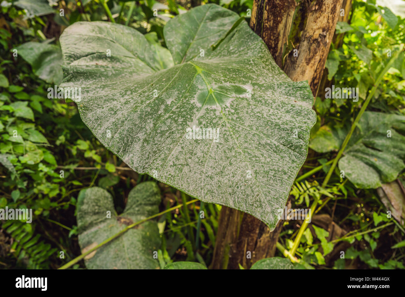 After the eruption of the volcano. Plants covered with ash from a ...