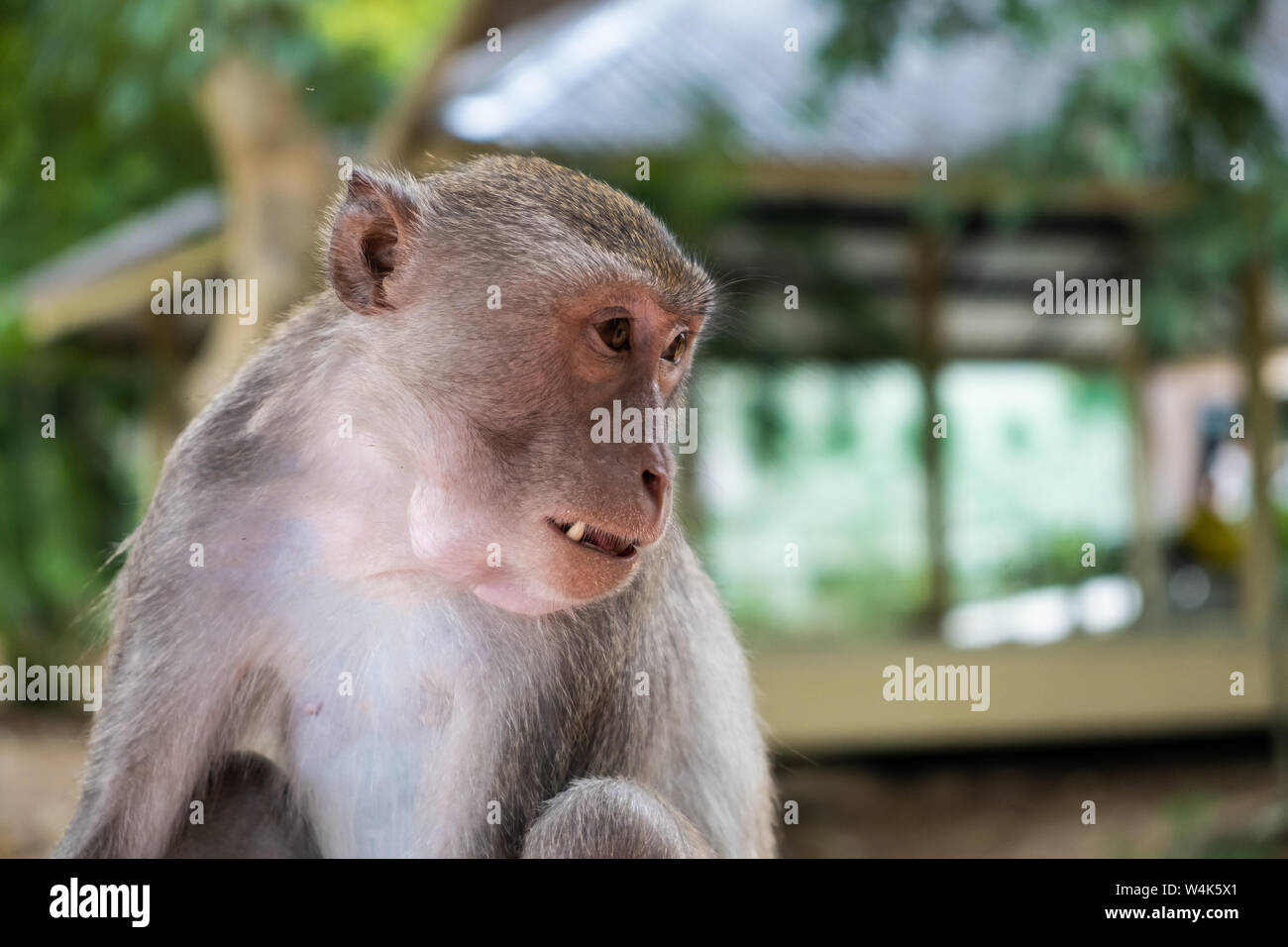 monkey. The concept of animals in the zoo. Pattaya Zoo, Thailand Stock ...