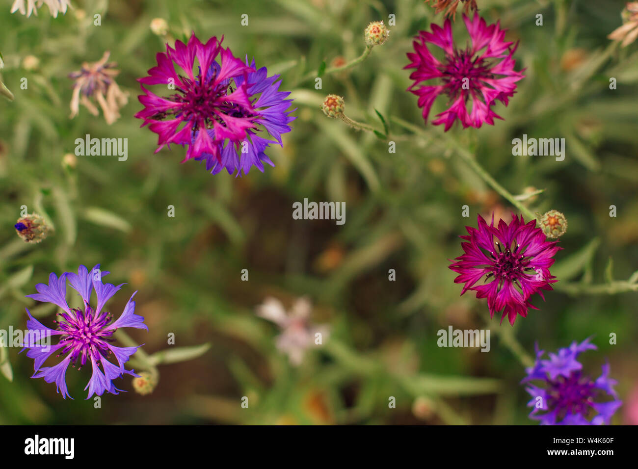 Cornflowers blooming in border hi-res stock photography and images - Alamy