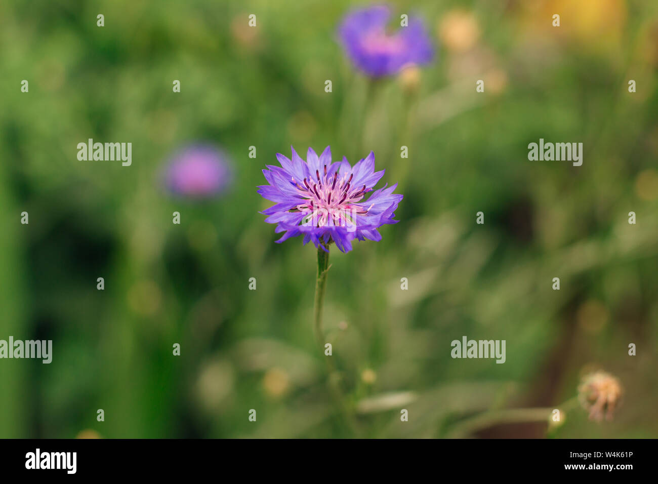 Cornflowers blooming in border hi-res stock photography and images - Alamy