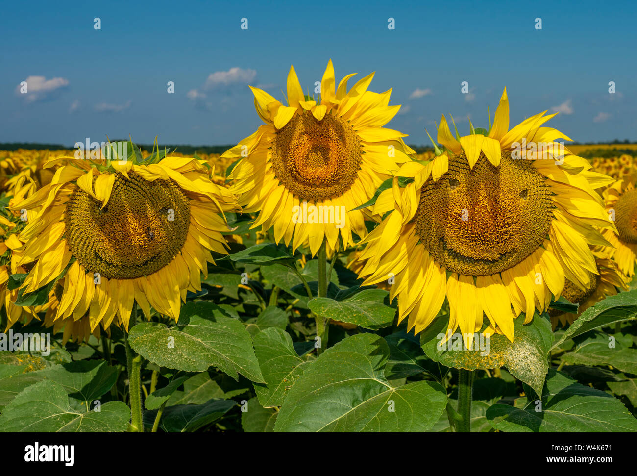 Smiley face sunflower hi-res stock photography and images - Alamy