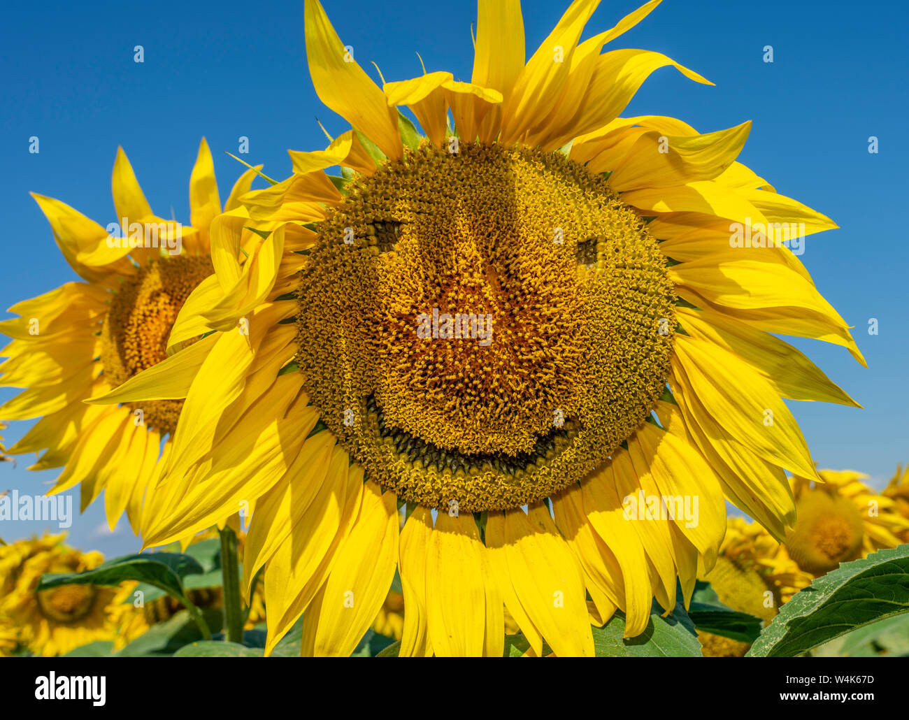 Smiley face sunflower hi-res stock photography and images - Alamy
