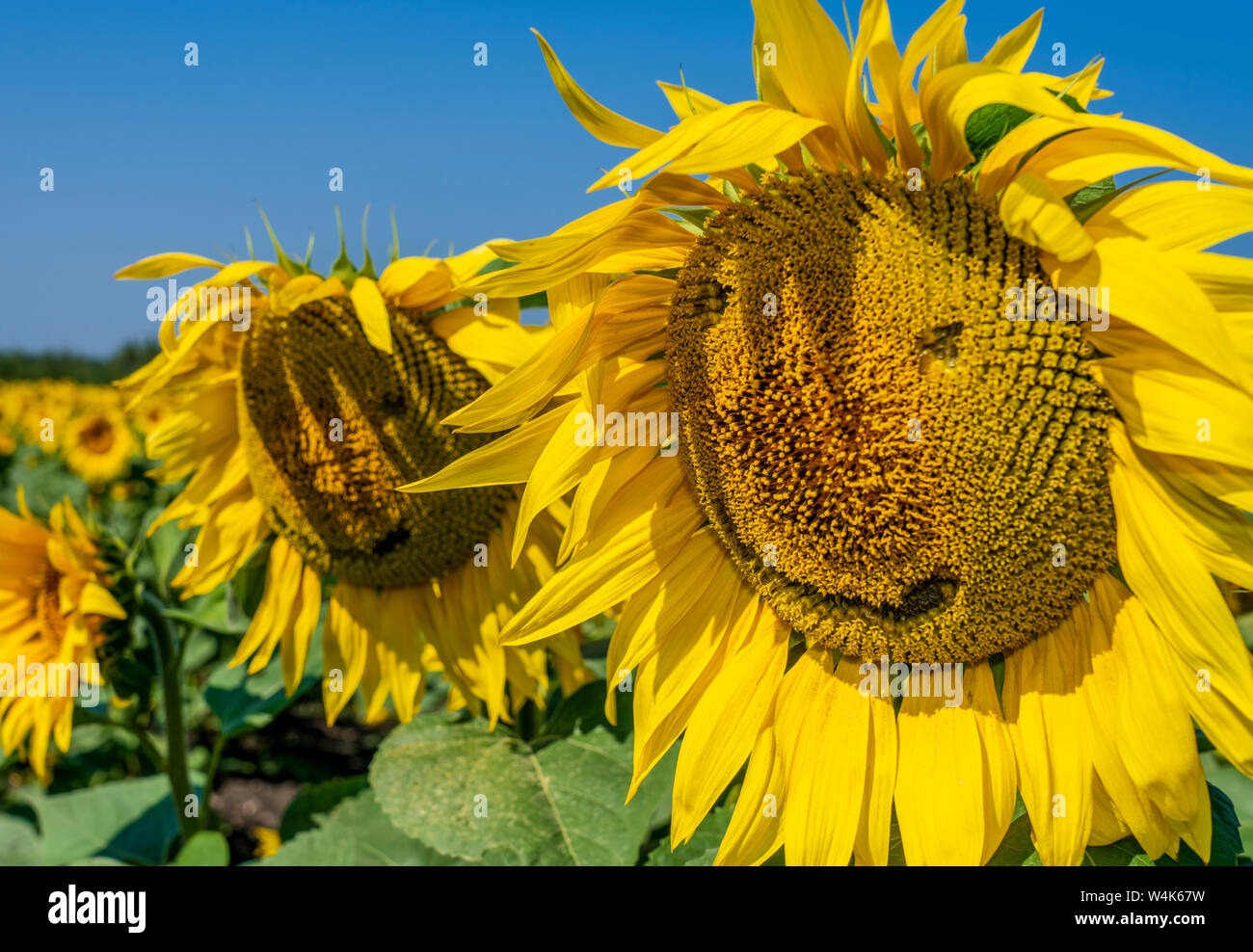 Smiley face sunflower hi-res stock photography and images - Alamy