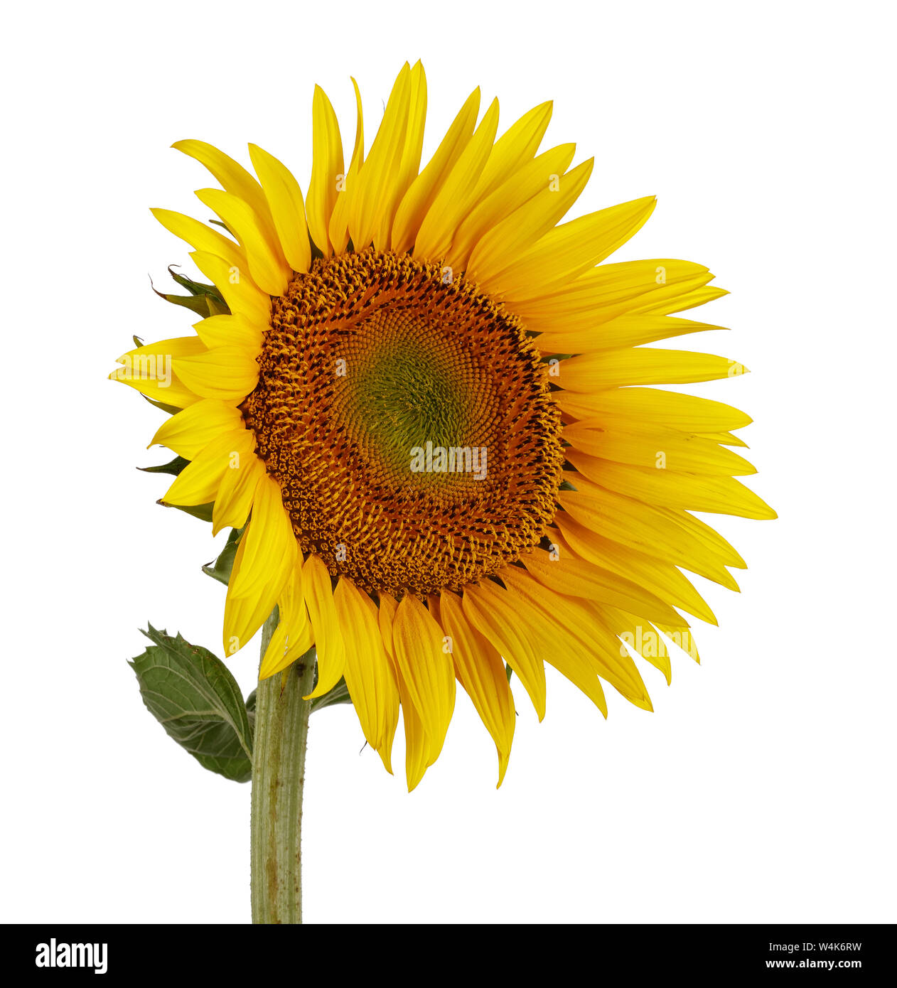 Single Sunflower isolated on white background Stock Photo - Alamy
