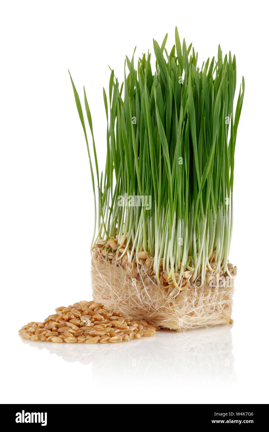 Green wheat sprouts isolated on white background Stock Photo - Alamy