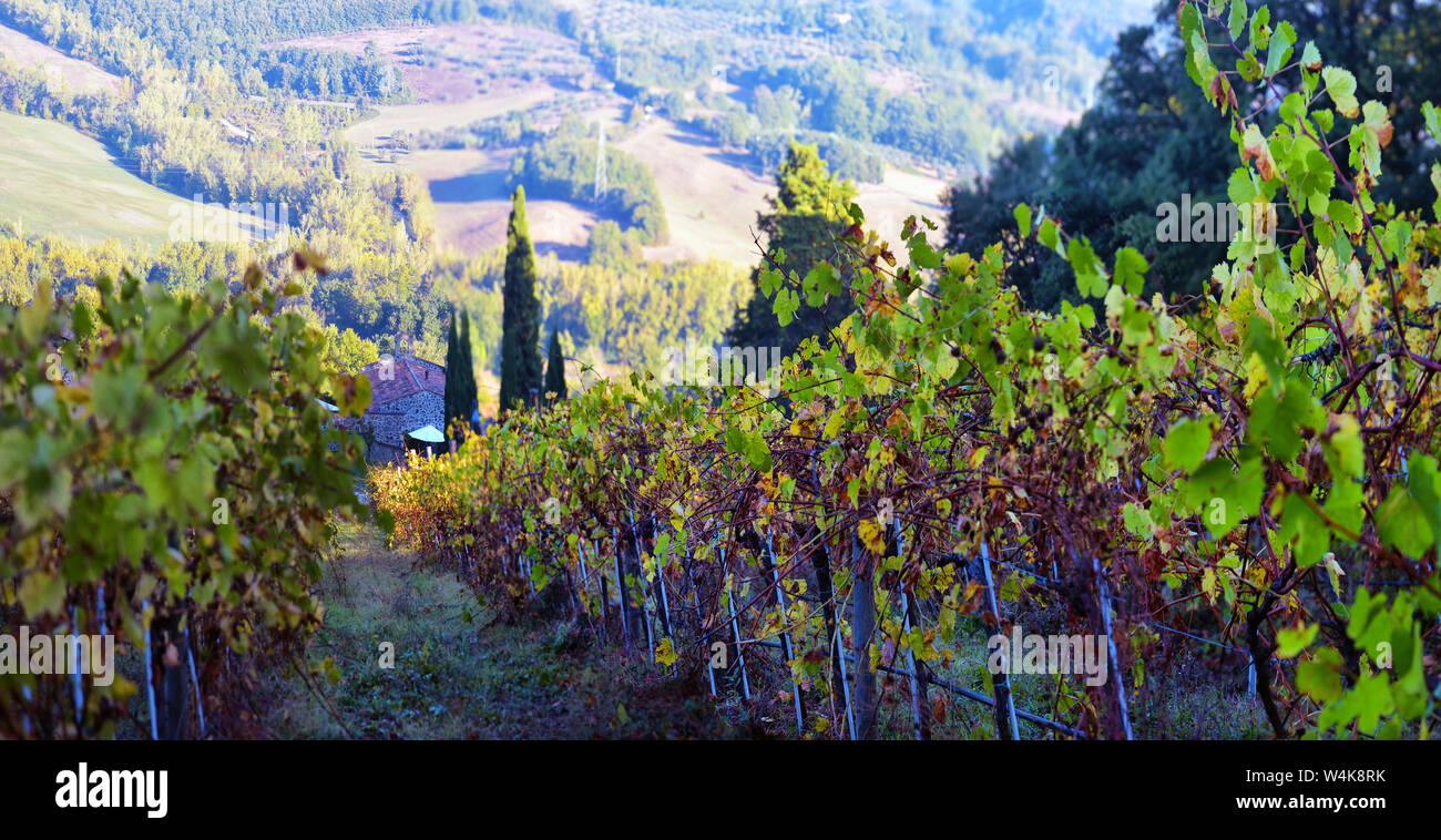 Traditional countryside and landscapes of beautiful Tuscany. Vineyards ...