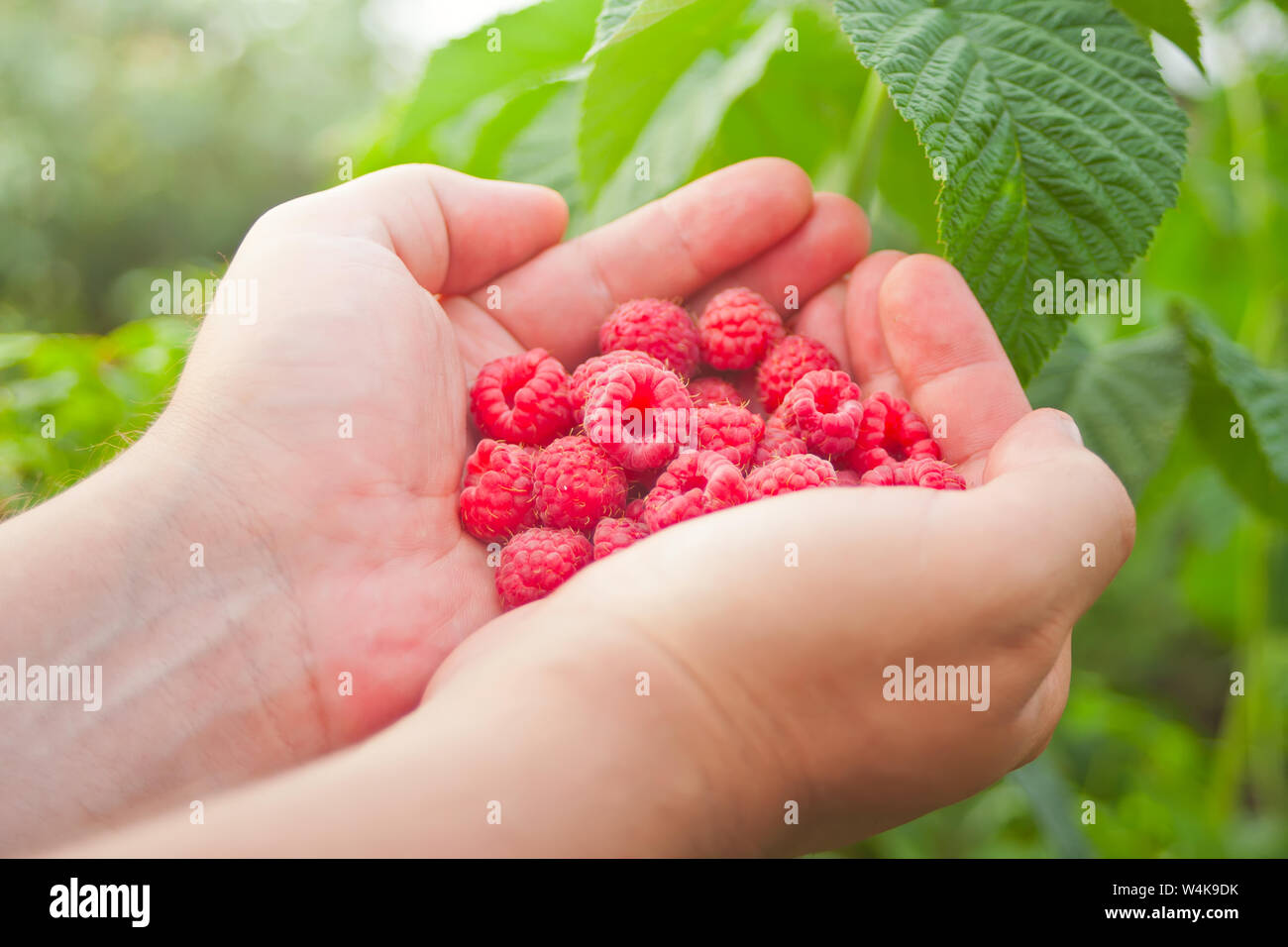 Man's hand with big red raspberries. Tasty ripe red berries Stock Photo ...