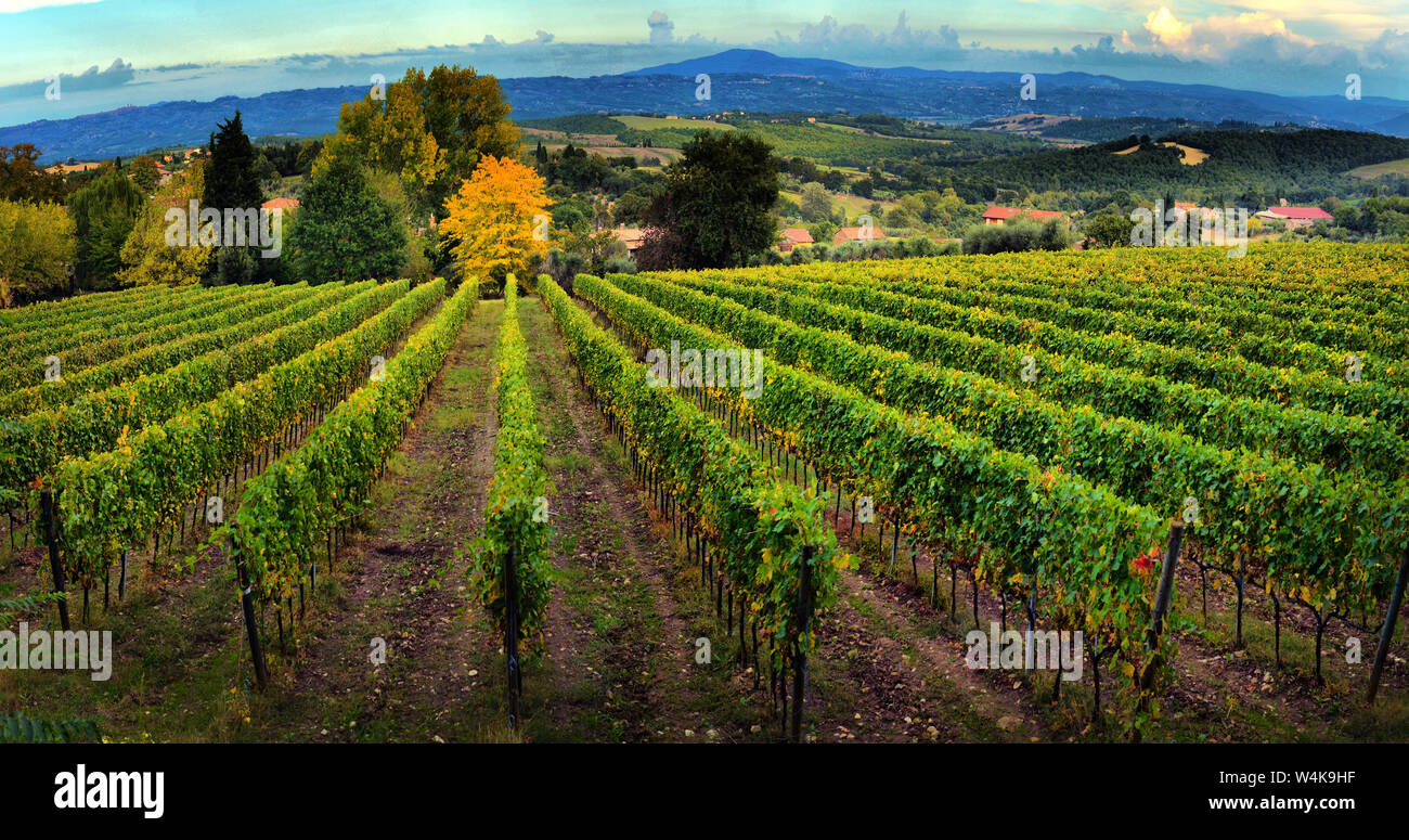 Traditional countryside and landscapes of beautiful Tuscany. Vineyards ...