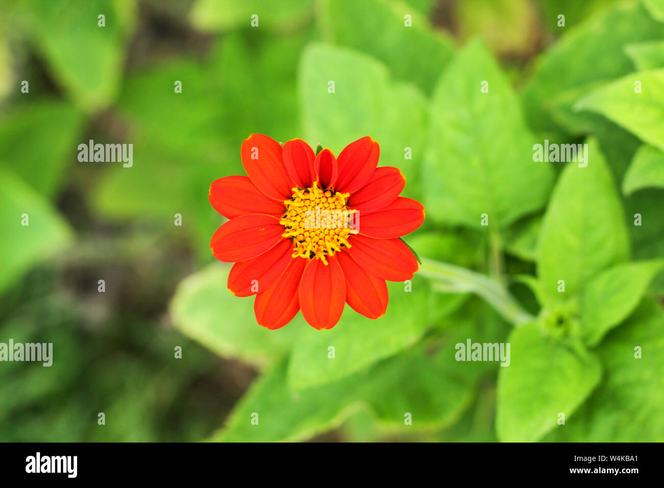 red color flower and plant beautiful nature Stock Photo - Alamy