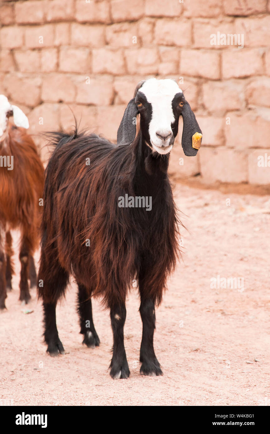 Lop eared goat hi-res stock photography and images - Alamy