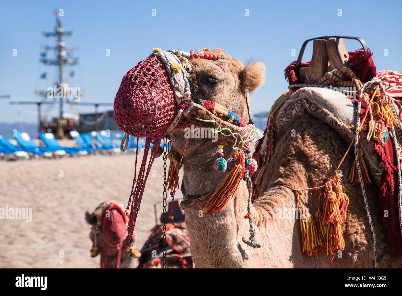 A camel, decorated with tassels, beads and ornaments in the national ...