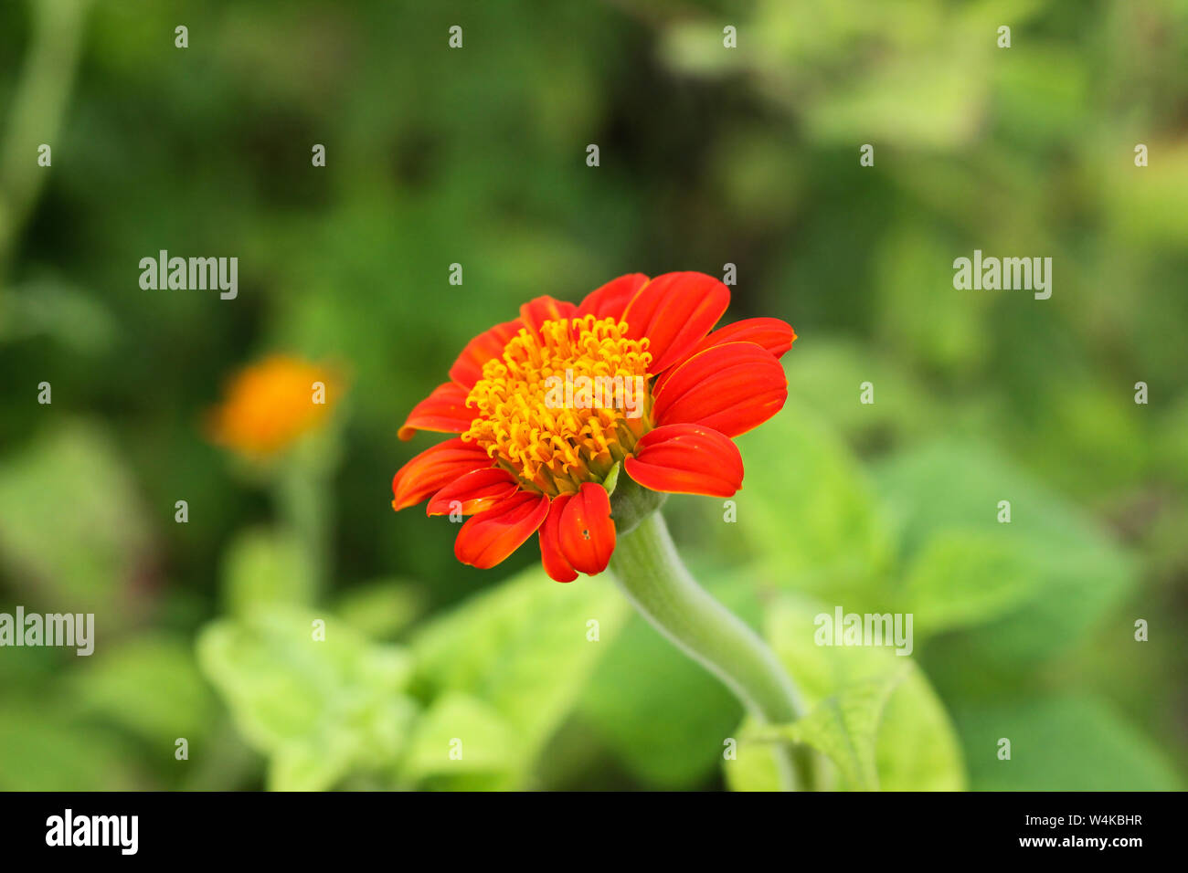 red color flower and plant beautiful nature Stock Photo - Alamy