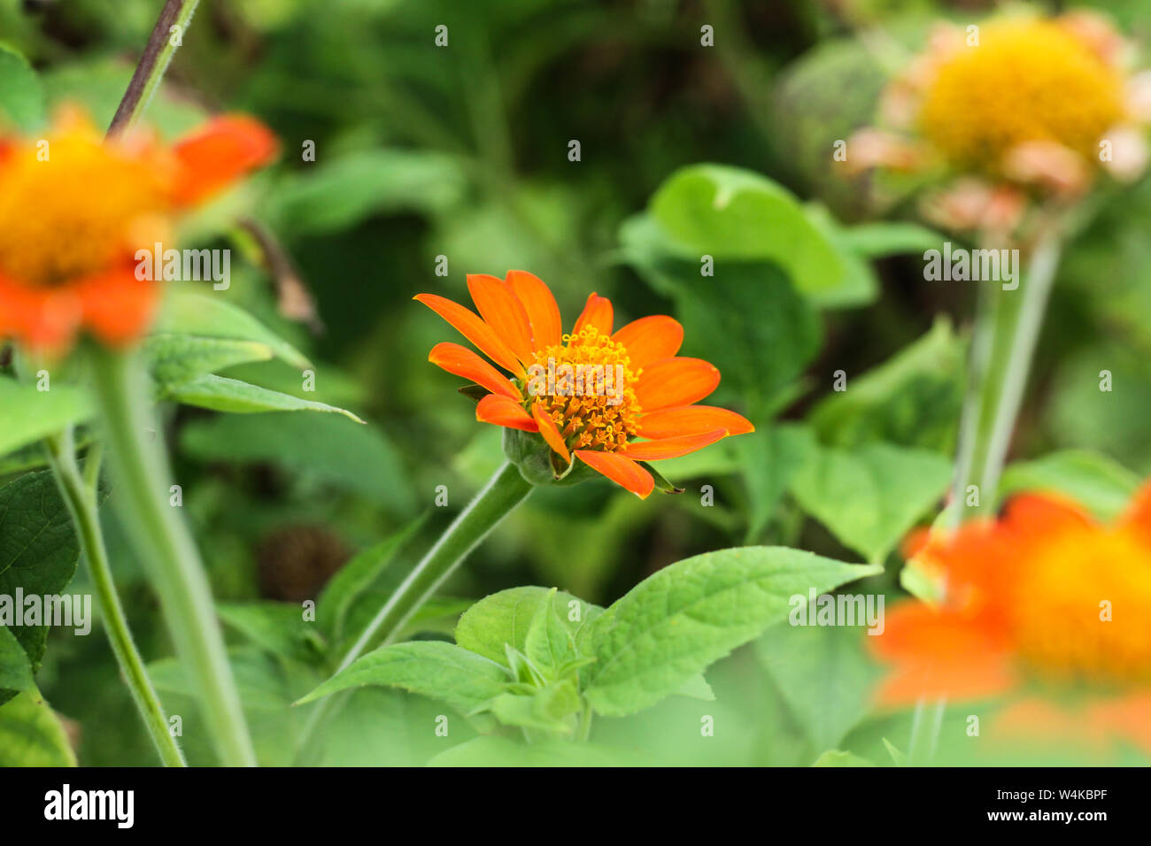 red color flower and plant beautiful nature Stock Photo - Alamy