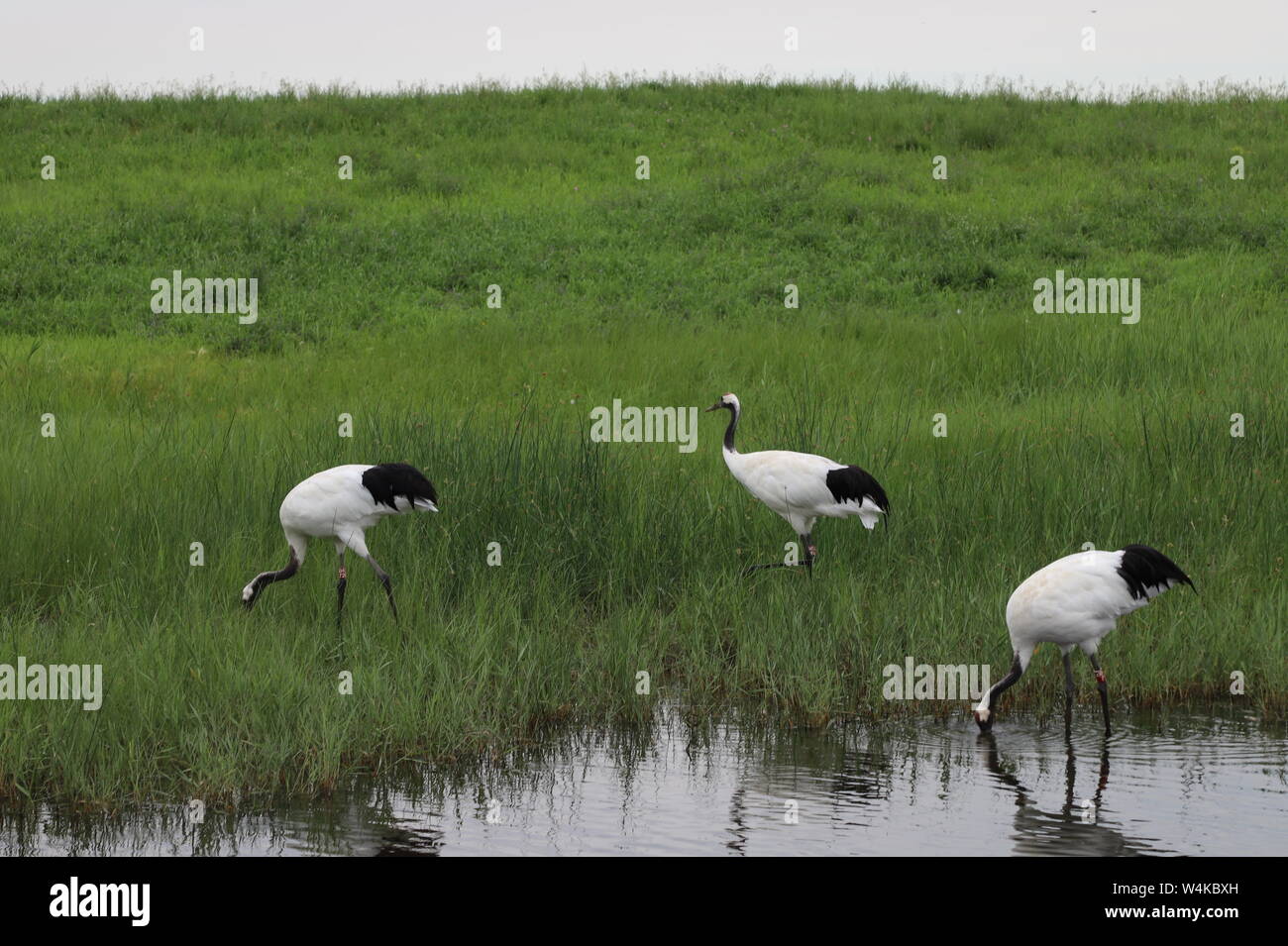 Heilongjiang zhalong national nature reserve hi-res stock photography ...