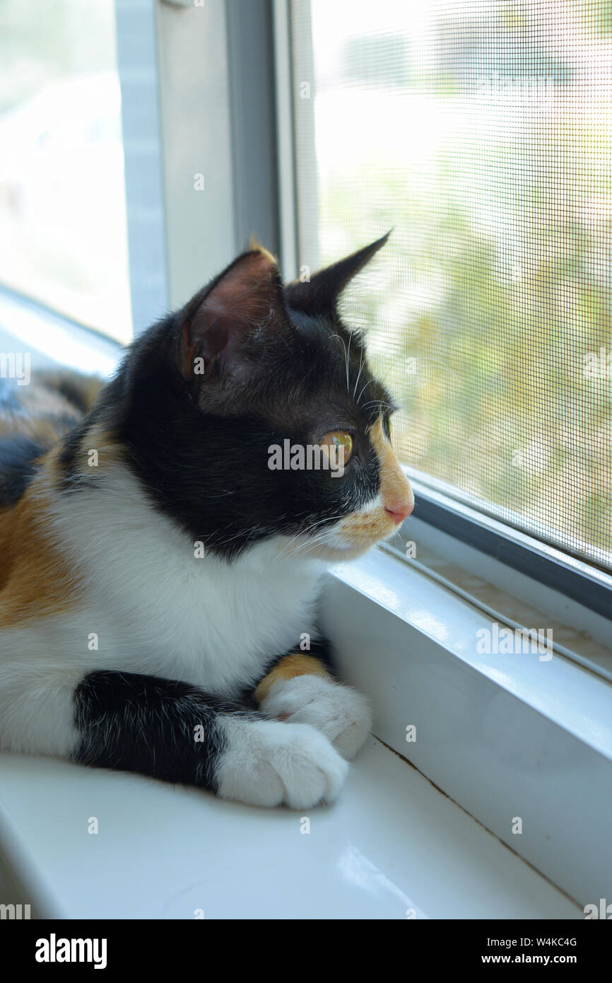 black-white-red cat on a white windowsill looking out the window Stock ...