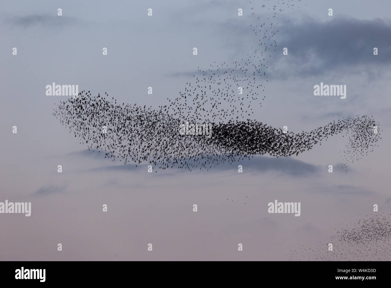 Flock of birds making a beautiful shape in the sky Stock Photo - Alamy