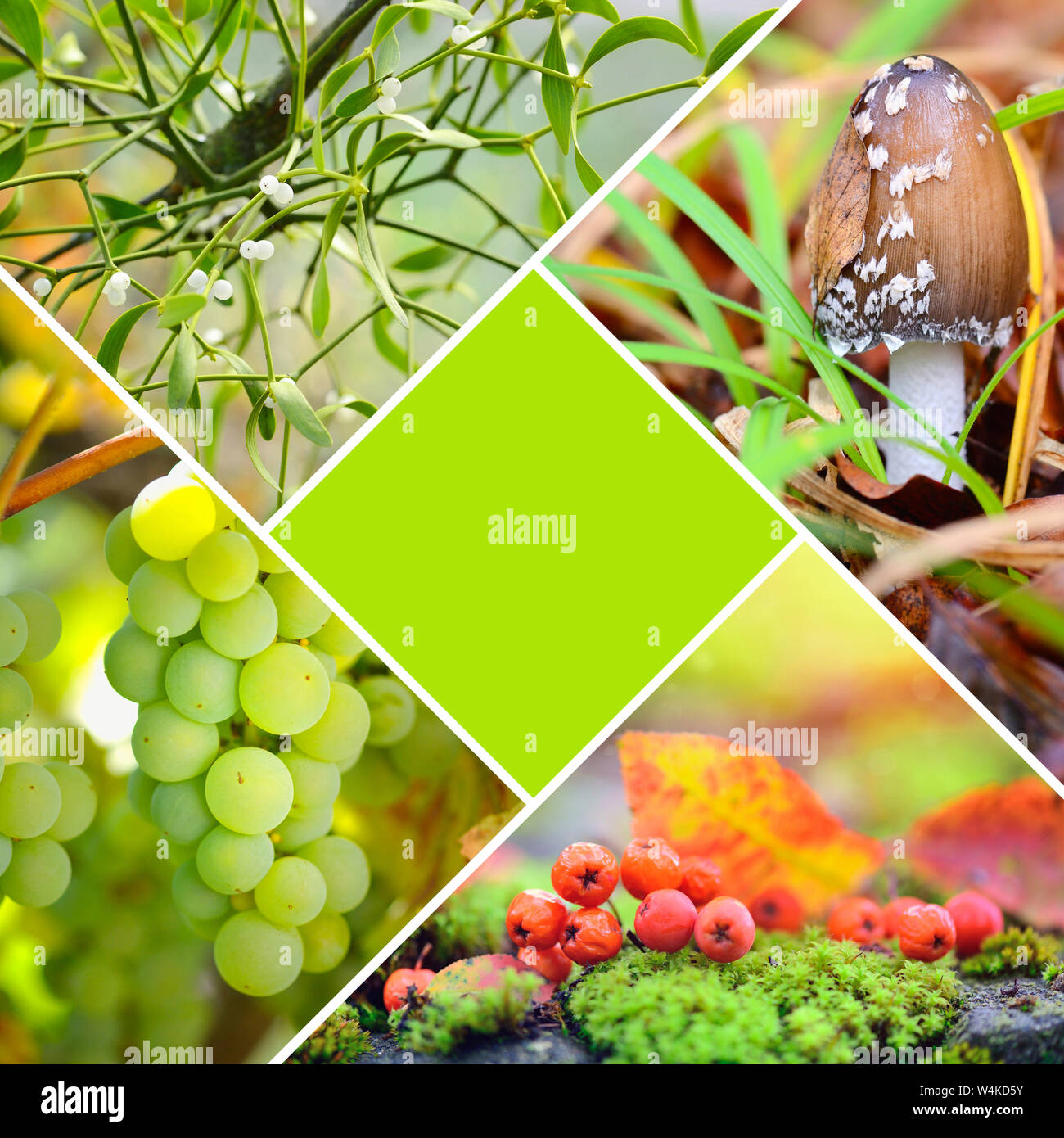 Autumn creative collage of photos. Autumn concept with a central main ...