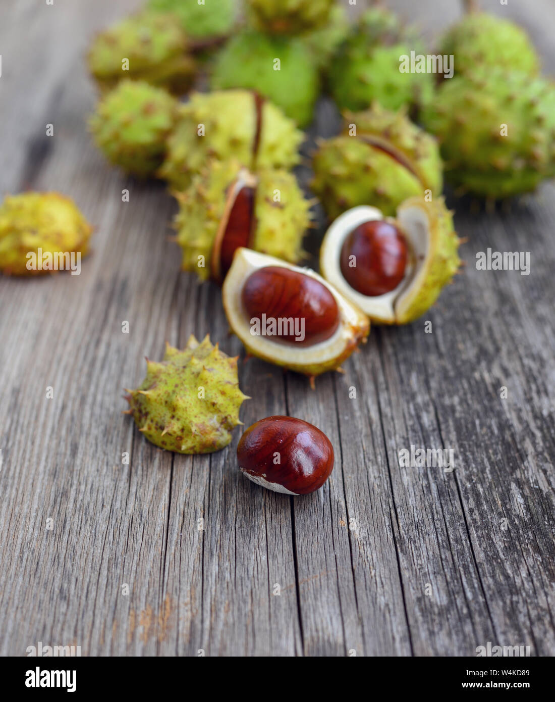 Horse chestnut shell on hi-res stock photography and images - Alamy