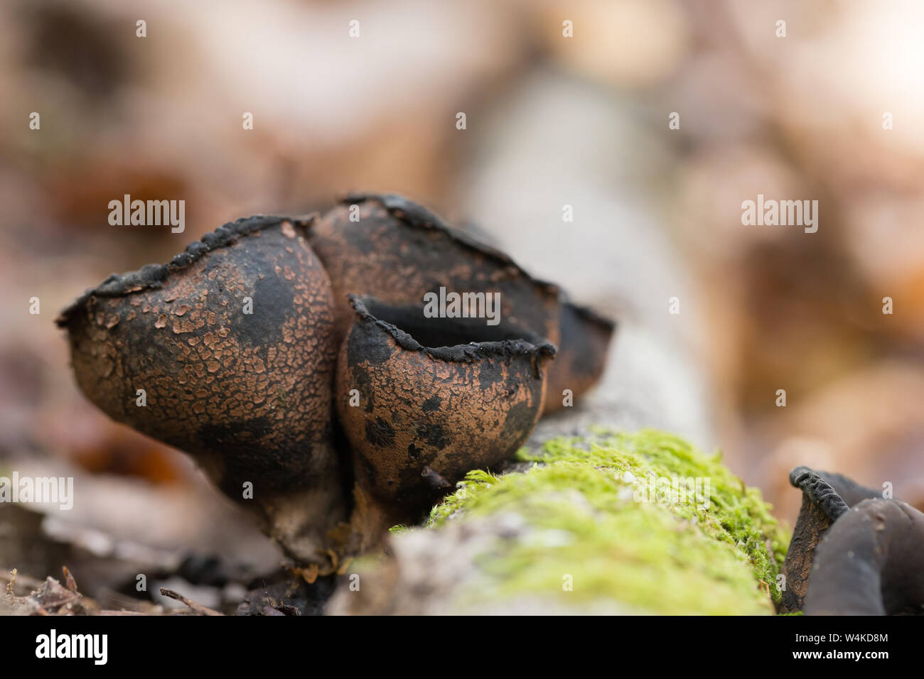 Devil's urn fungus Stock Photo - Alamy