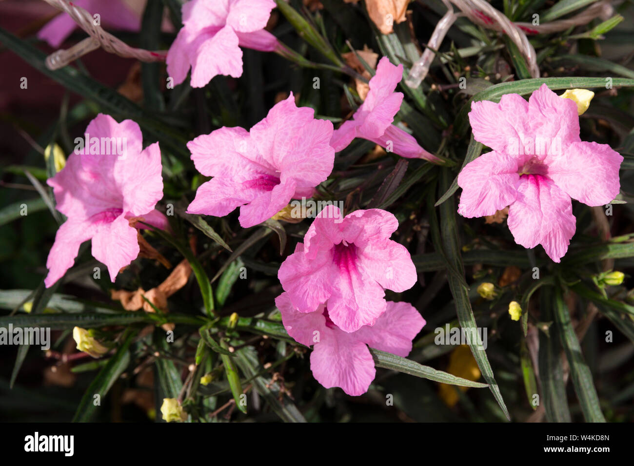 Beautiful pink oleanders hi-res stock photography and images - Alamy