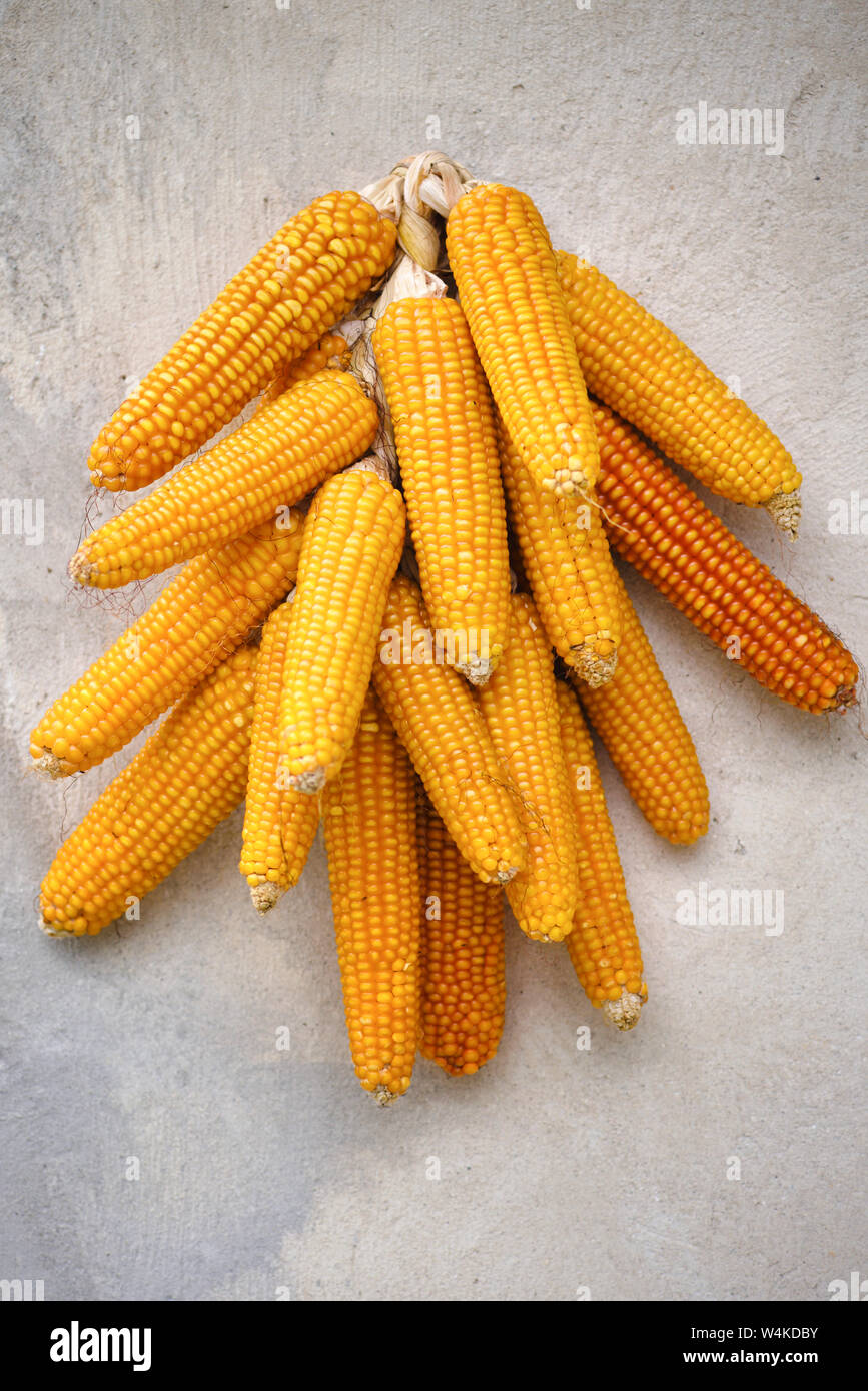 Drying Maize Cobs High Resolution Stock Photography and Images - Alamy