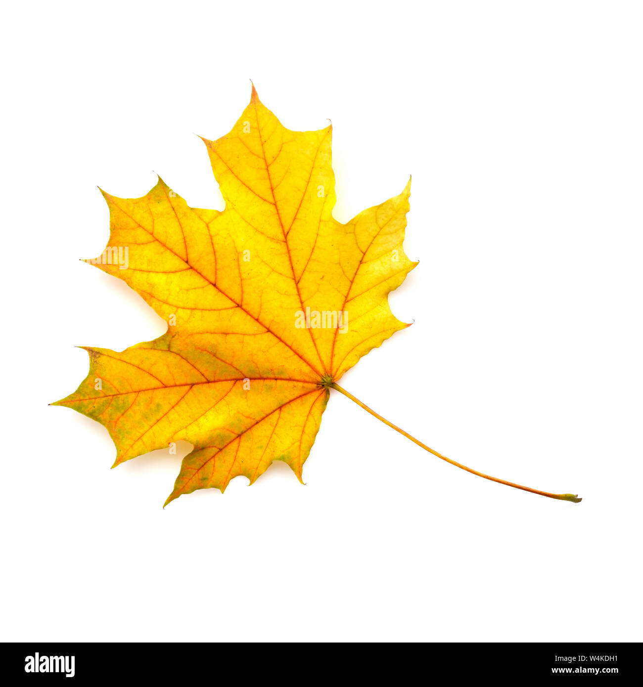 Close view red maple Cut Out Stock Images & Pictures - Alamy