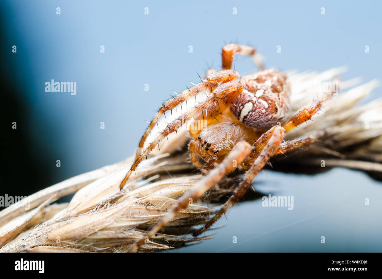 Araneidae hi-res stock photography and images - Alamy