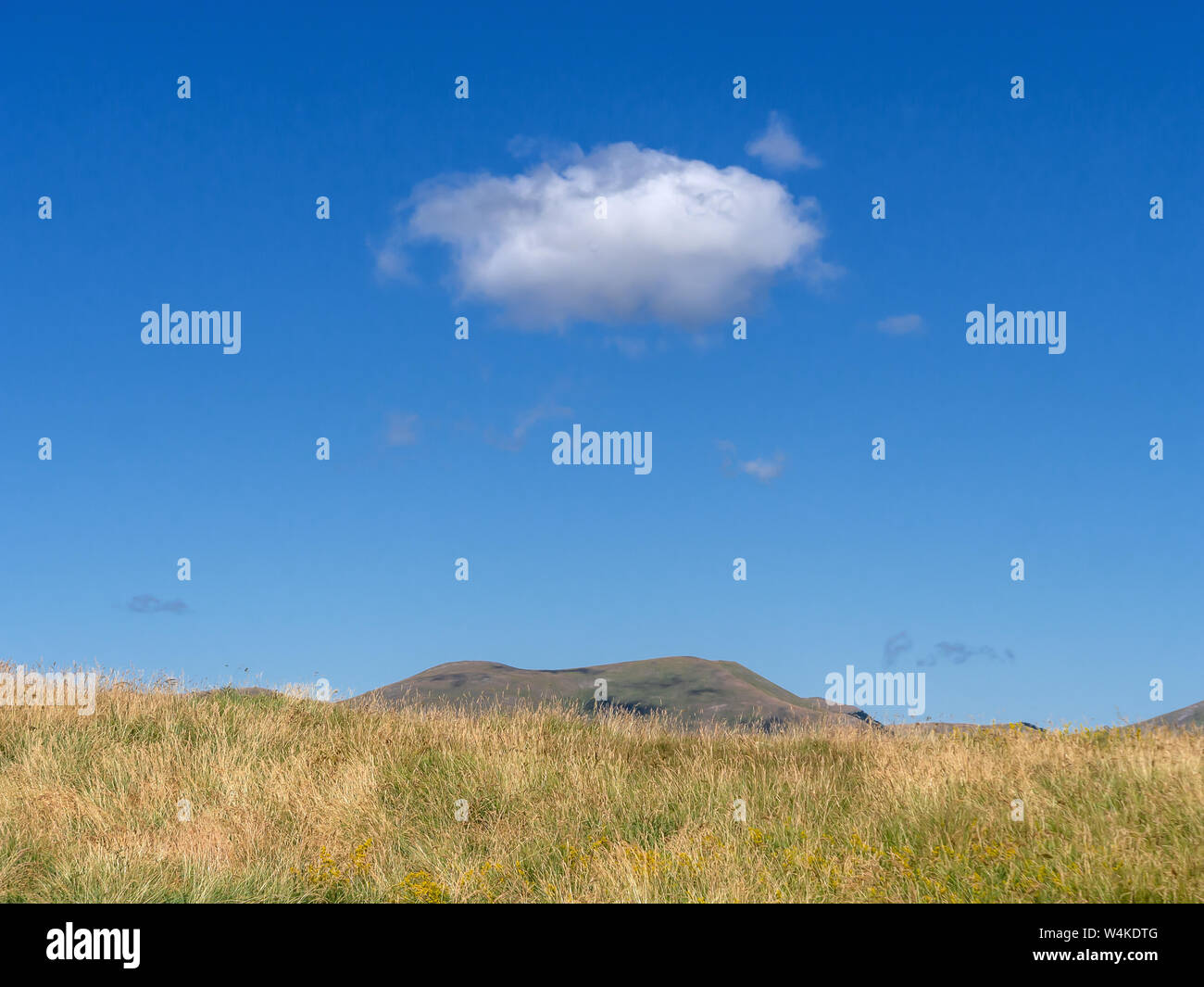 Top grass hi-res stock photography and images - Alamy