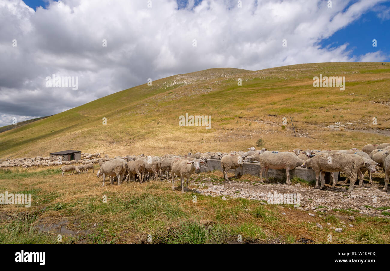 European, Mediterranean sheep, flock on hillside at water trough. Meat and milk production ...
