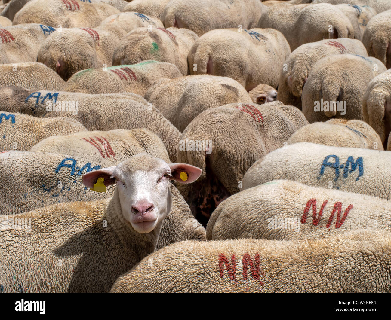 Sheep farming meat production hi-res stock photography and images - Alamy