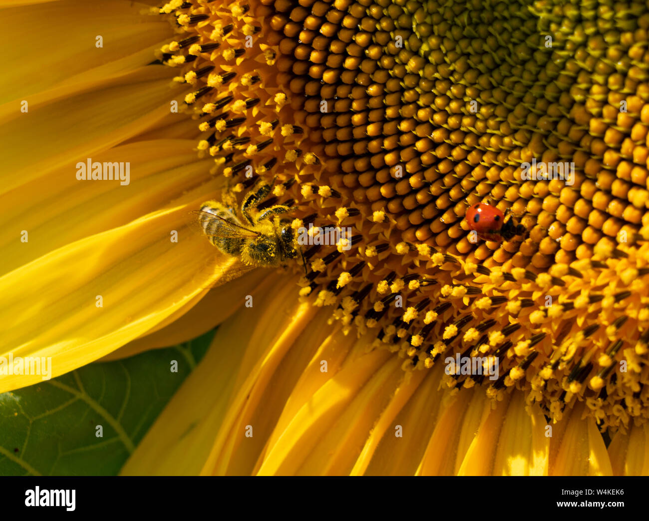 Bee and ladybug hi-res stock photography and images - Alamy