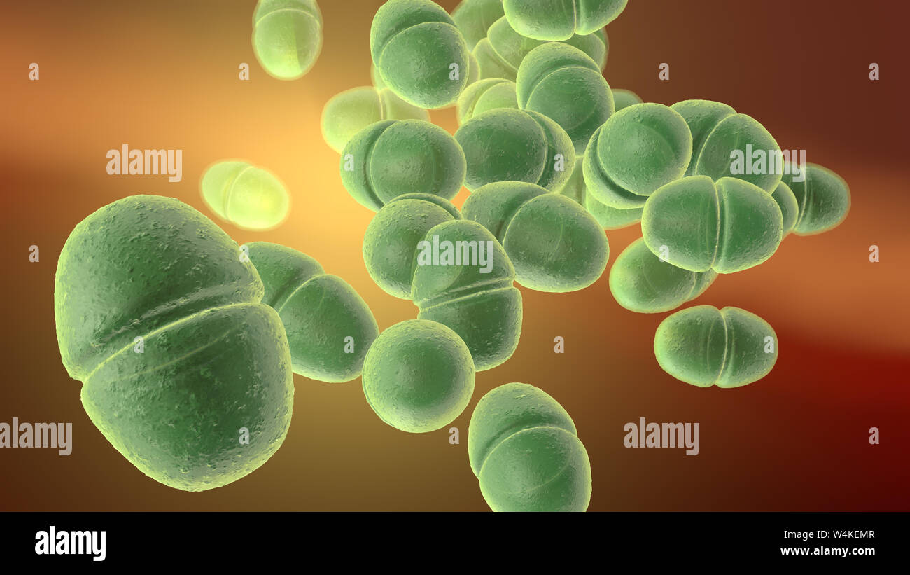Enterococcus faecalis hi-res stock photography and images - Alamy