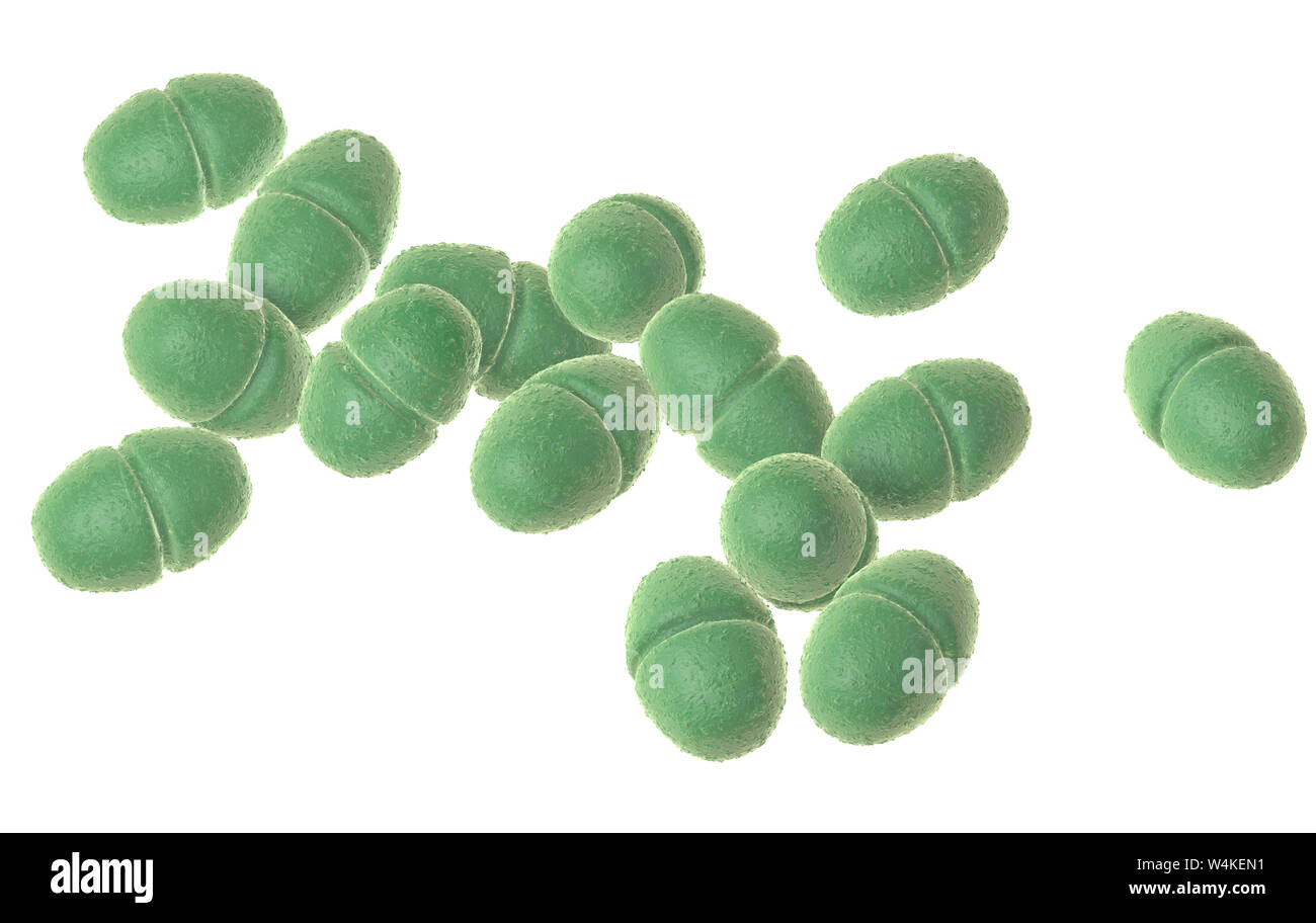 Enterococcus faecalis hi-res stock photography and images - Alamy