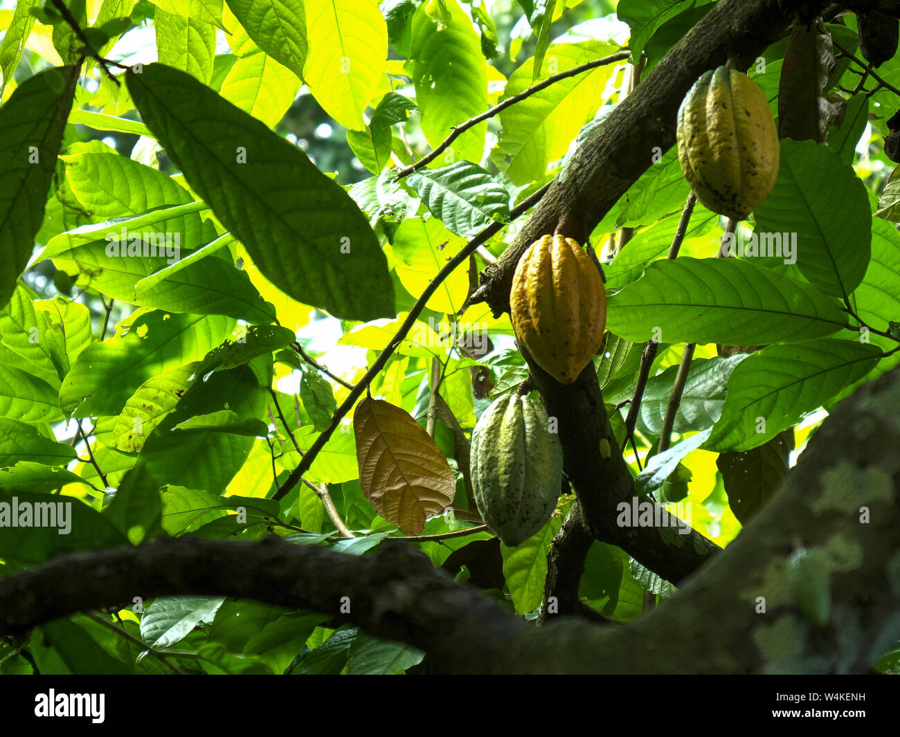Cacao tree rainforest hi-res stock photography and images - Alamy