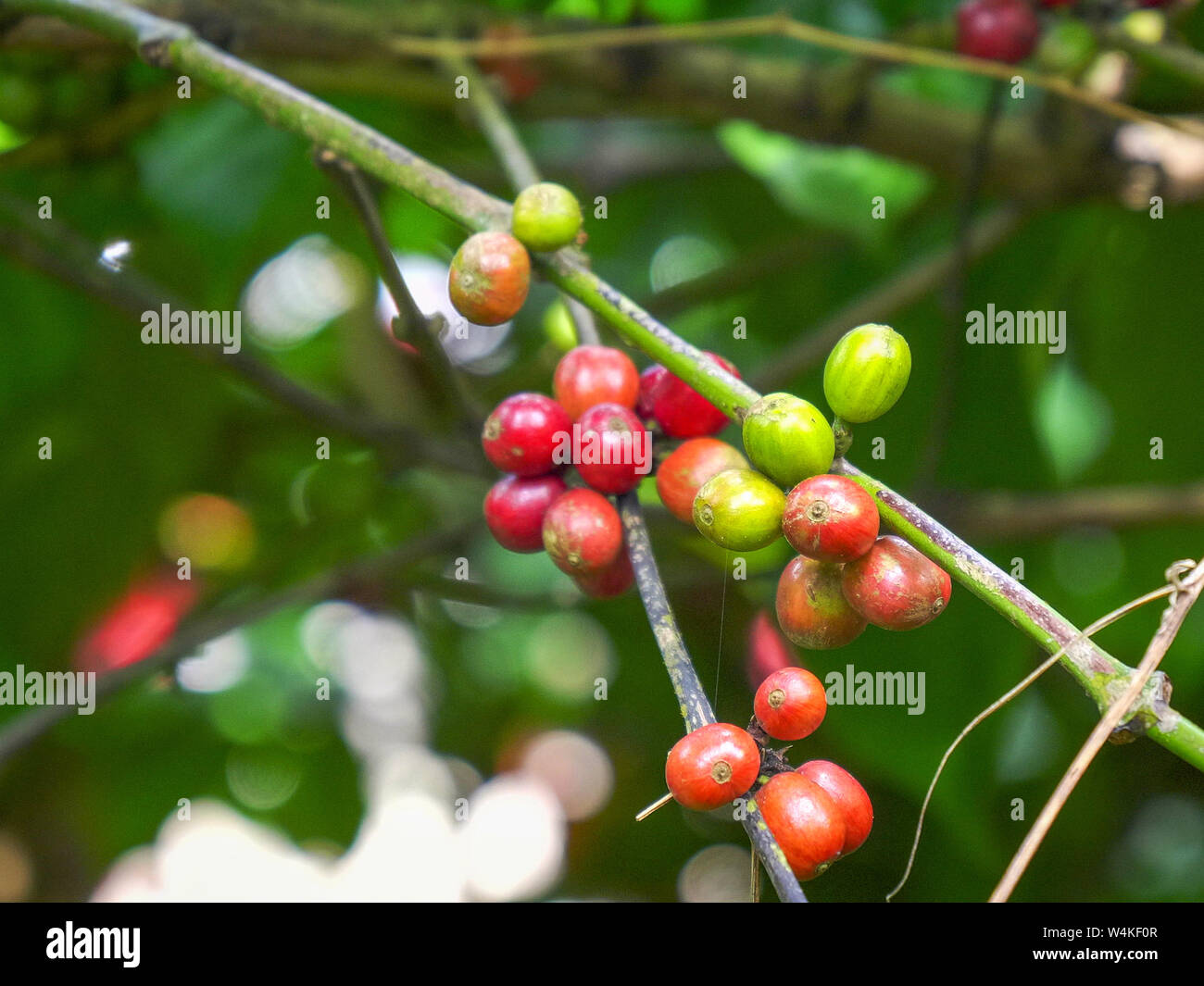 Red coffee berries hi-res stock photography and images - Alamy